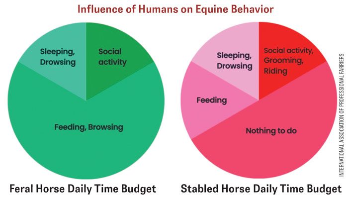 How Understanding Equine Behavior Keeps You Safe