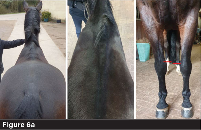 How Equine Handedness Influences Hooves & Conformation