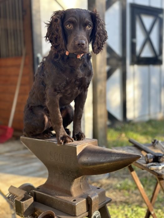 Meet Berkeley, March's Dog of the Month