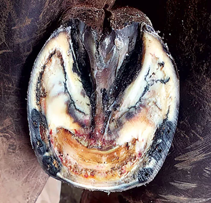 Signs Indicating Acute Laminitis