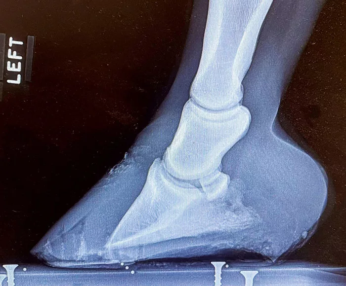 Identifying & Addressing Acute Laminitis