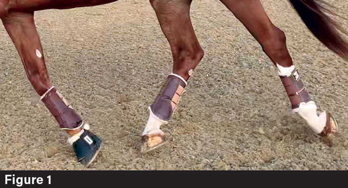 Influencing Diagonal Gait of Trot