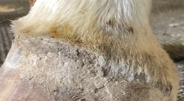 Coronitis & Canker: Distinct but Interconnected Equine Hoof Conditions