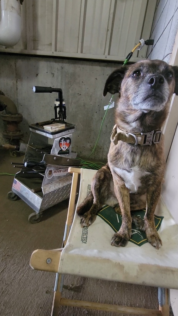 Meet Cash, July's Dog of the Month