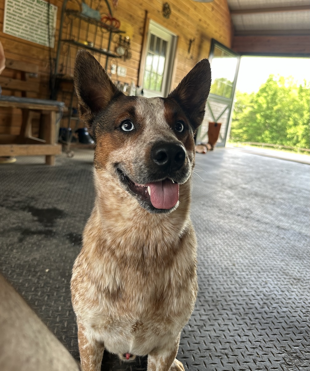 Meet Cid, September's Dog of the Month