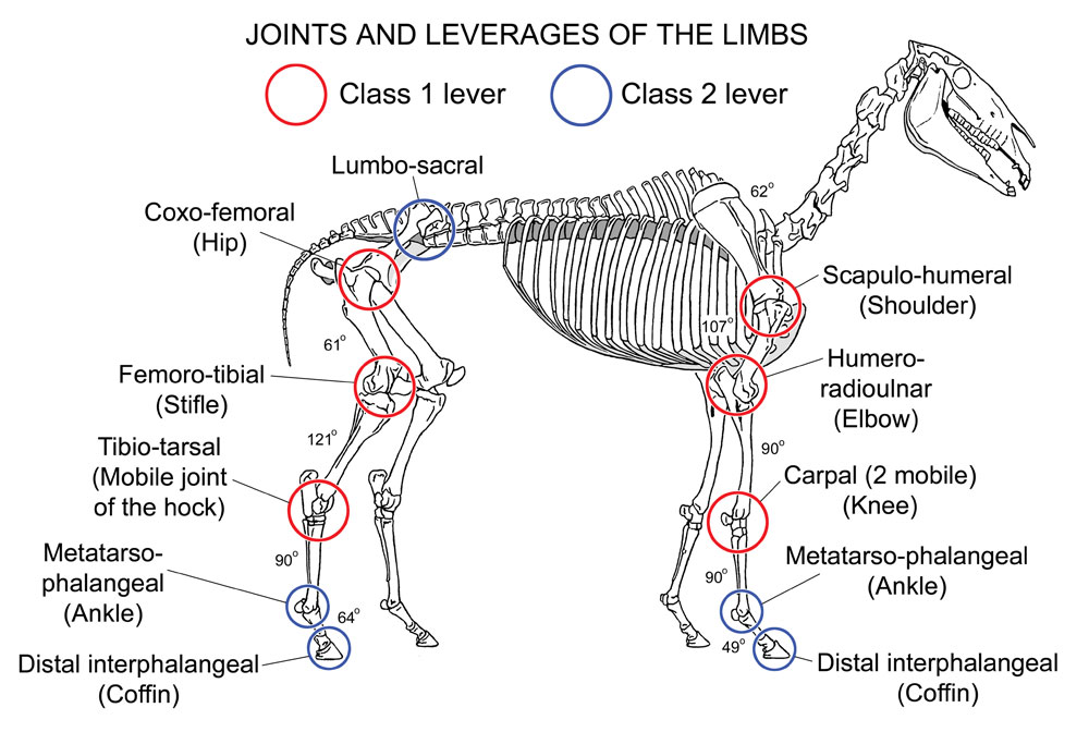 13 Rules of Equine Movement