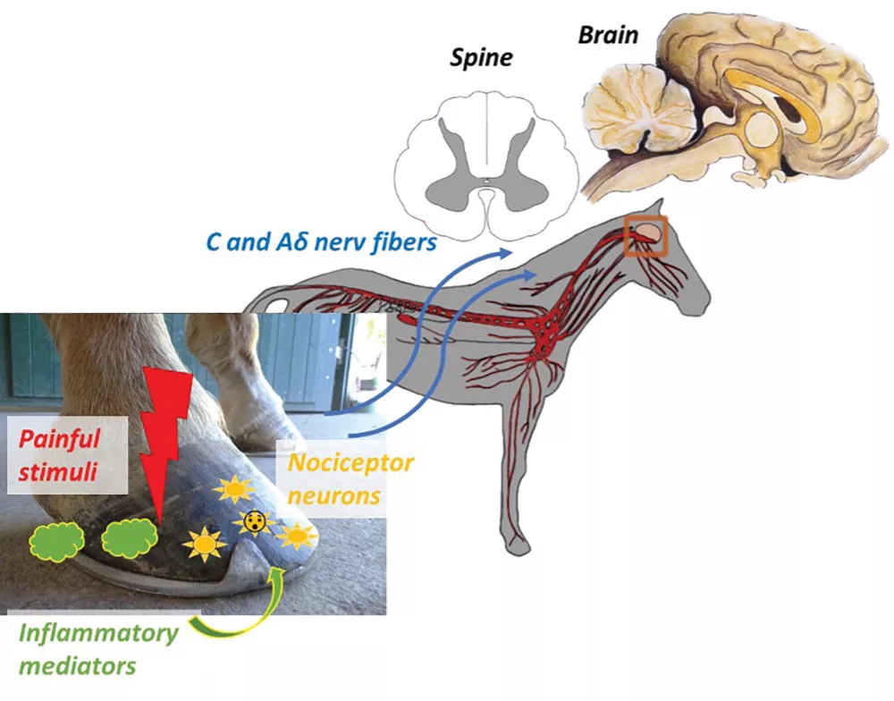 Identifying Acute Pain in Horses