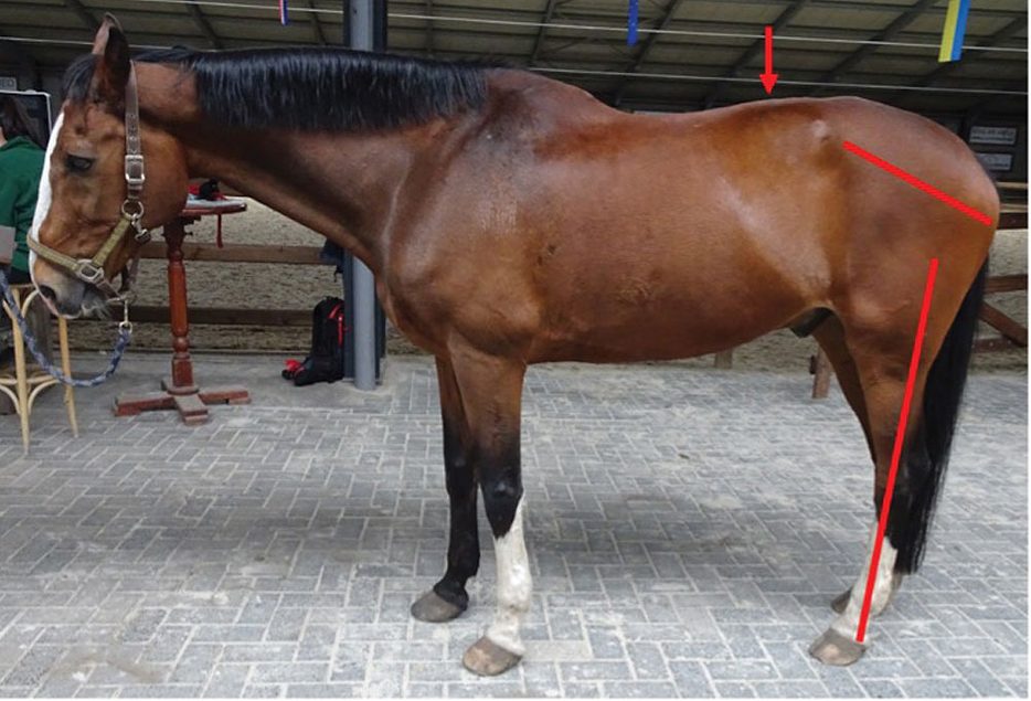 Recognizing & Evaluating Equine Pain