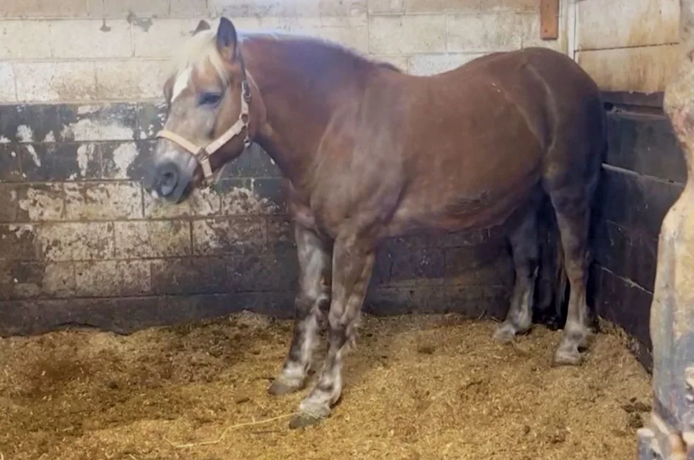 Practical Solutions for Laminitis & Founder