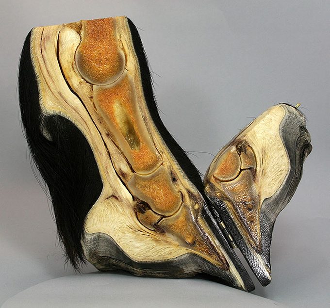 Farrier Tips: Don’t Let Insects Bug Your Anatomy Model