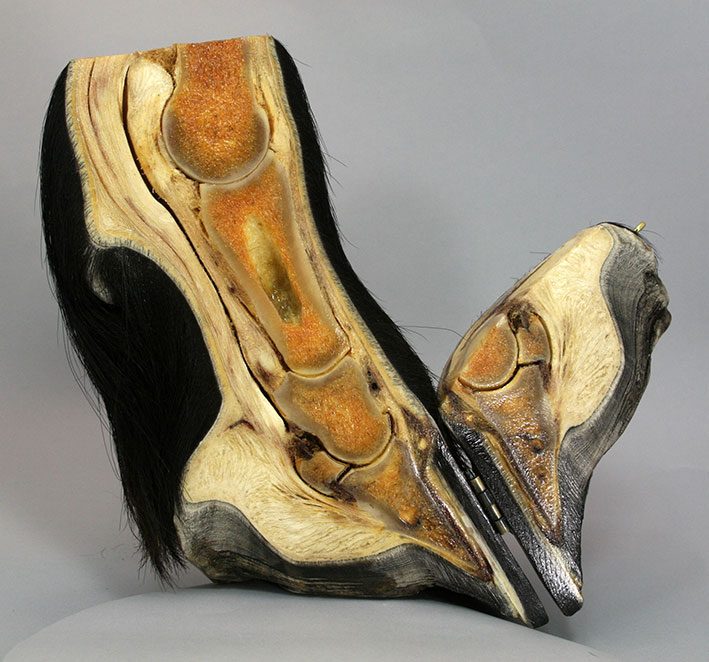 Three Horse-Care Professionals Buy Horse Science