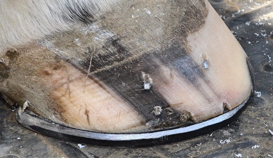 Farrier Tips: Fill Nail Holes For More Than Aesthetic Reasons