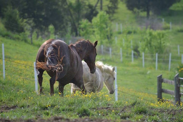 Timeless Fence System Rigid PVC Fence Post