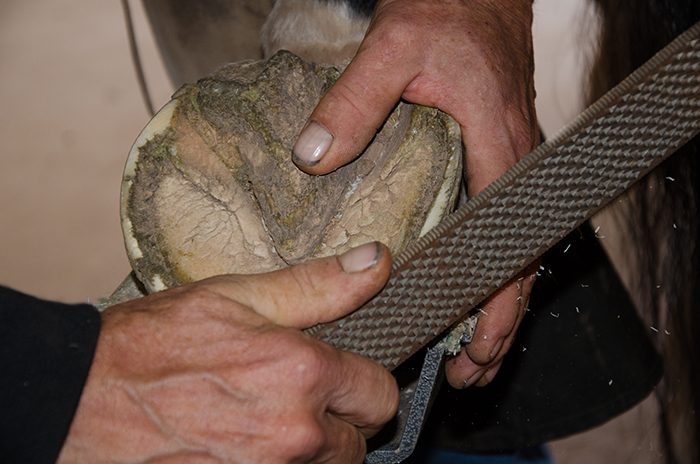 Farrier Tips: How To Make Your Rasps Last Longer