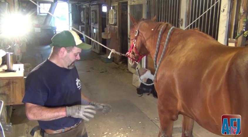 Farrier Quick Takes (Todd Gillis): Dealing With A Second Hoof Wall