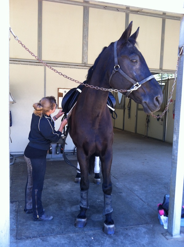 2013 Farriers Week: Farrier Spotlight